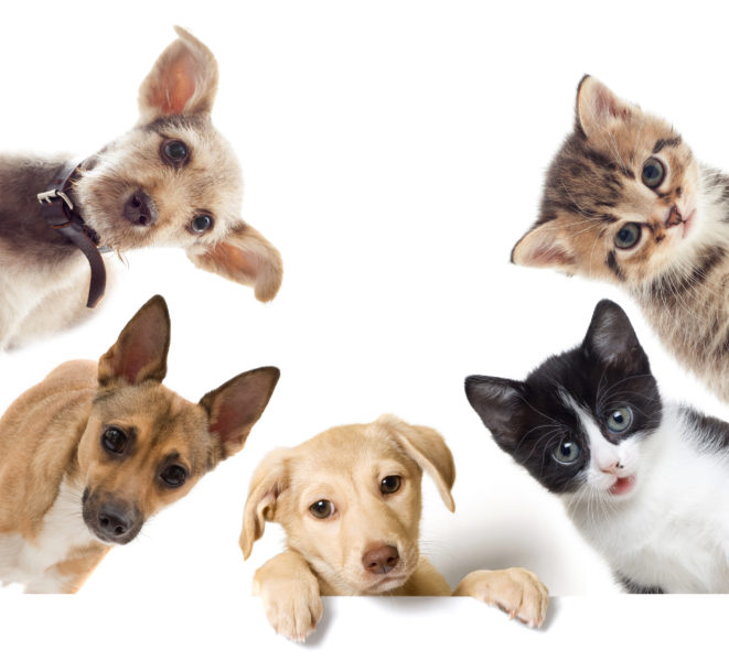 Recent Cases in Animal Welfare - Ison Harrison Solicitors